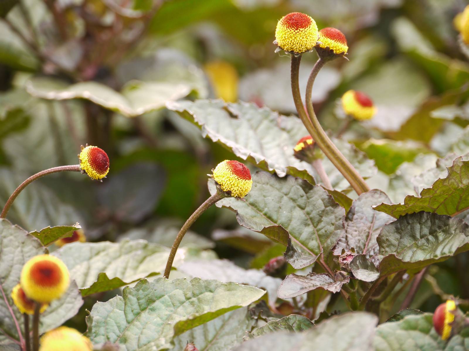 Plant a Medicinal Garden, Part 1: Immune-Boosting Herbs – Mother Earth News